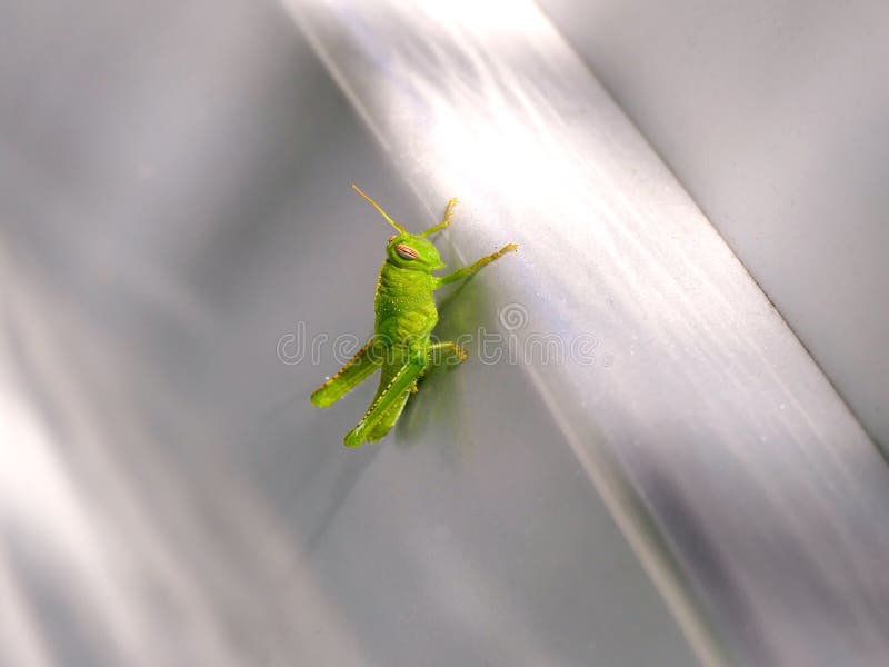 The Grasshopper is Reflecting on the Water Stock Photo - Image of glass ...