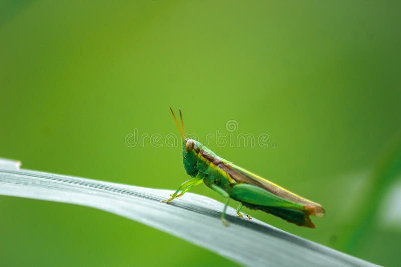 The Green Grasshoppers Perch on the Leaves Stock Photo - Image of ...