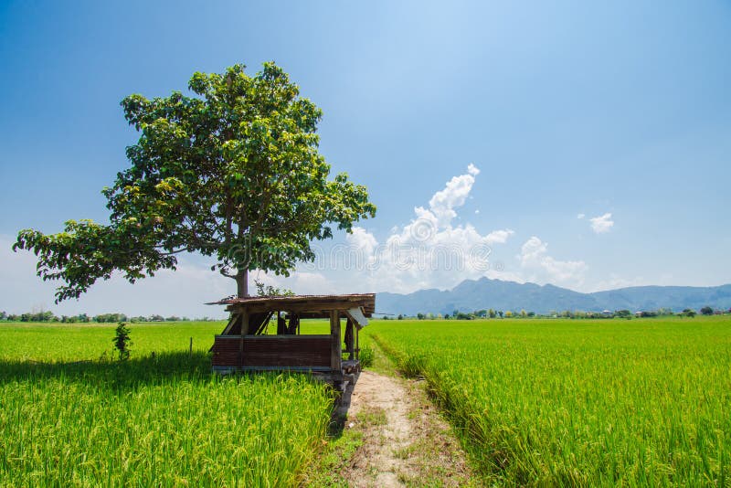 Green Grassland Blue Grass on the Farm Sky Clouds Cloudy Backgrounds ...
