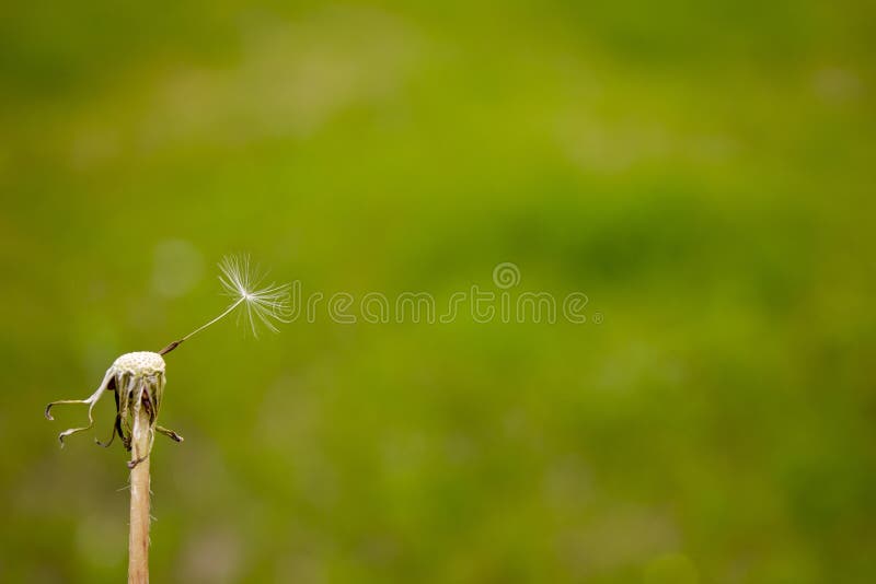Green, Grassland, Grass, Insect Picture. Image: 136290363