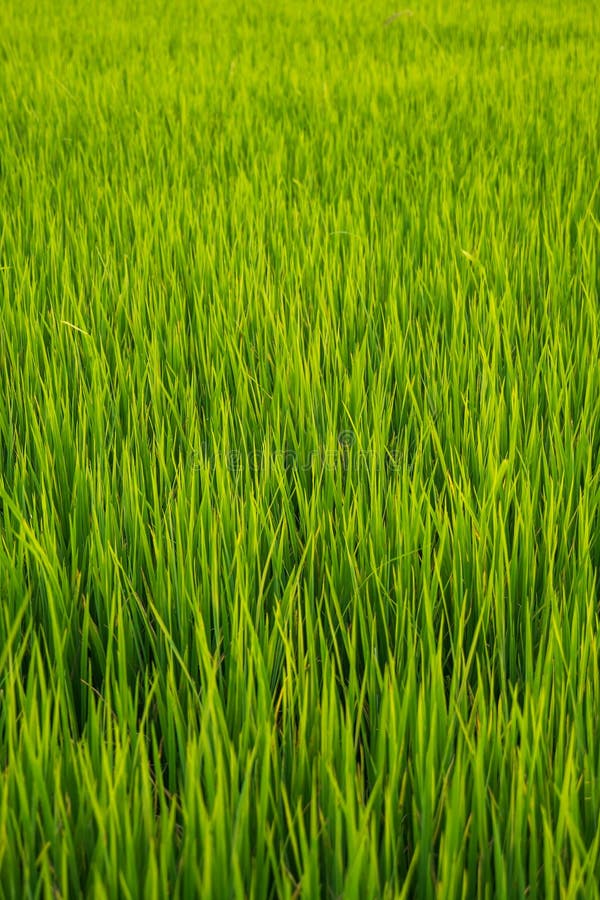 Green grassland stock photo. Image of season, grass, field - 40142292