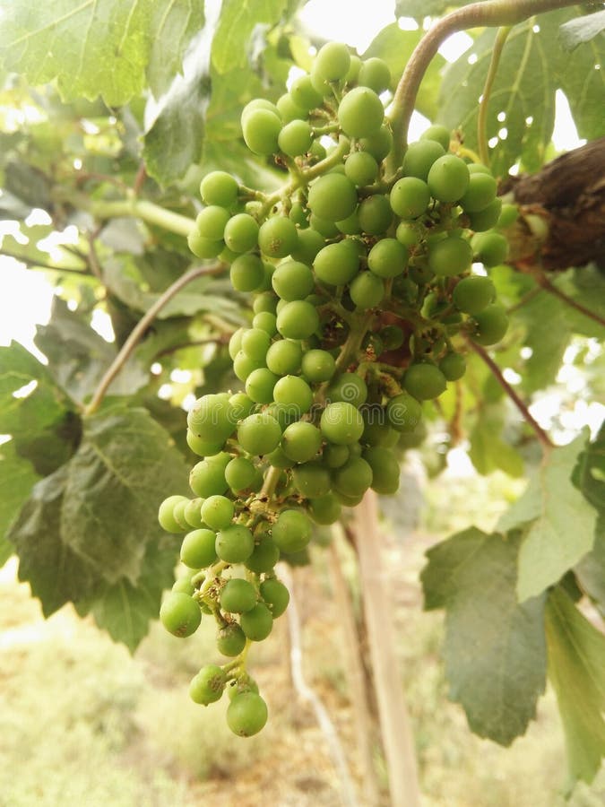 Green Greap stock photo. Image of garden, green, closed - 118076100