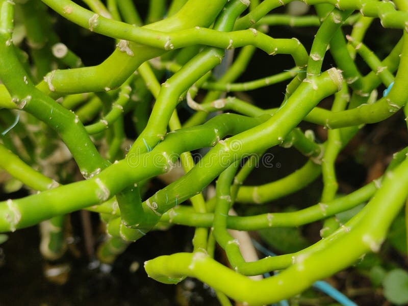 Green of gree stock image. Image of produce, dish, cuisine - 249663427