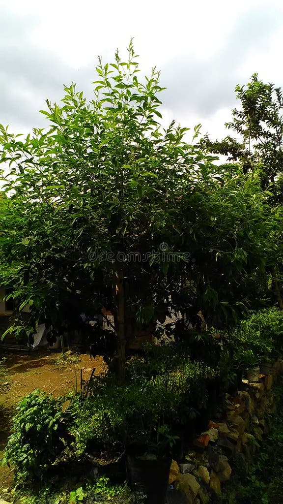 GREEN GREEN LEARNED TREES TREE Stock Image - Image of green, tree ...