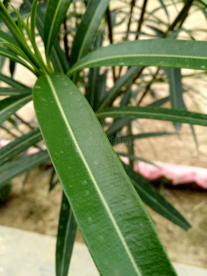 Green stock photo. Image of village, beautiful, flower - 122129888