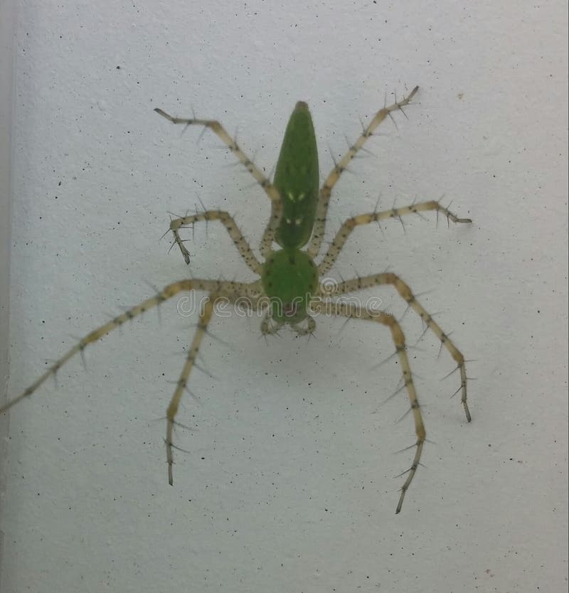 Green stock image. Image of spider, garden, green, spikey - 128767687