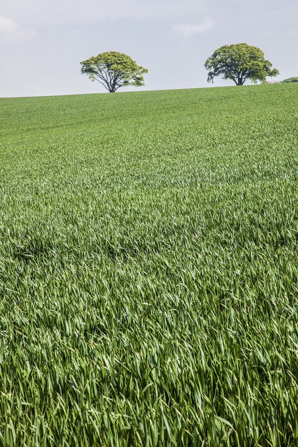 Green and Green - Trees Over the Grass Field, England Stock Image ...