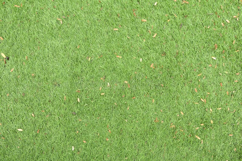 Green gress stock photo. Image of grass, vitality, green - 25793128