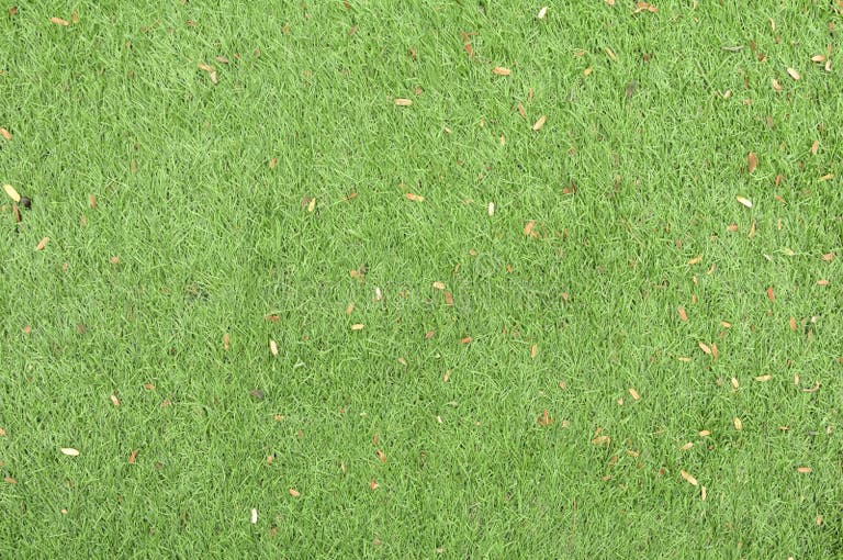 Green gress stock photo. Image of grass, vitality, green - 25793128