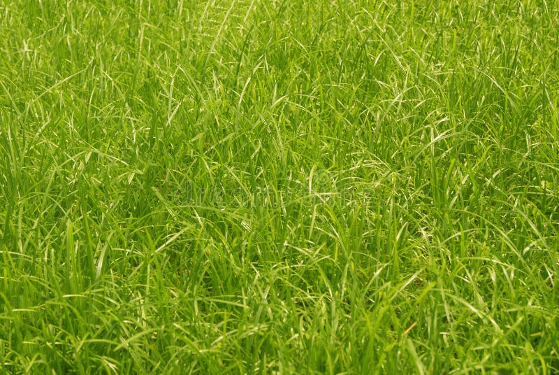 Green gress background stock photo. Image of concepts - 105909834