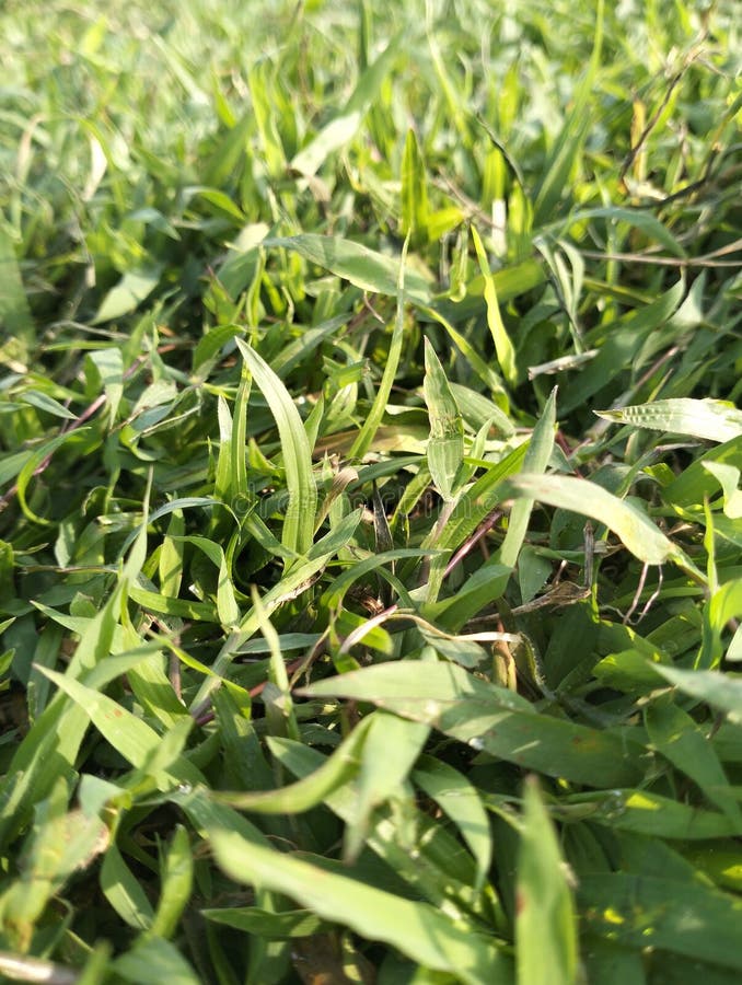 Green Gress Klasik stock image. Image of gress, green - 321751643