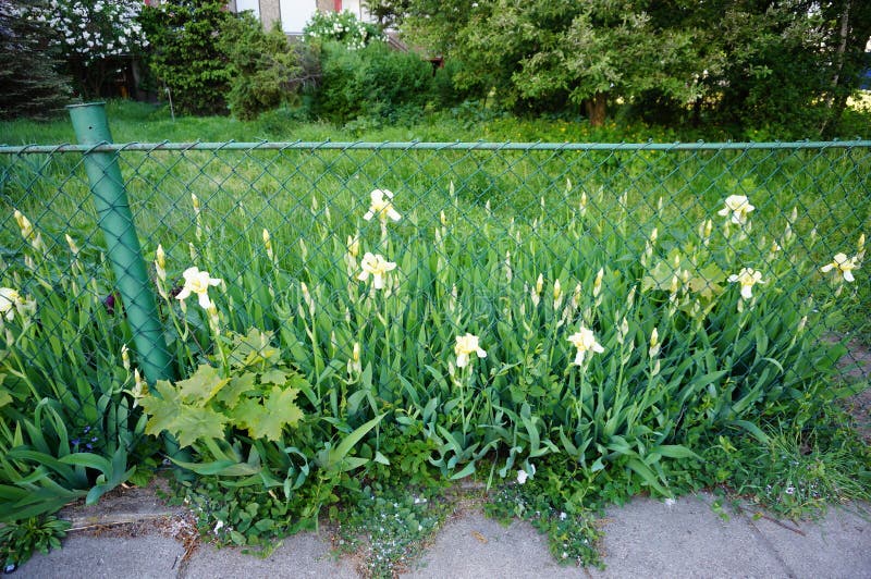 Green grid fence stock image. Image of nature, flowers - 54311769