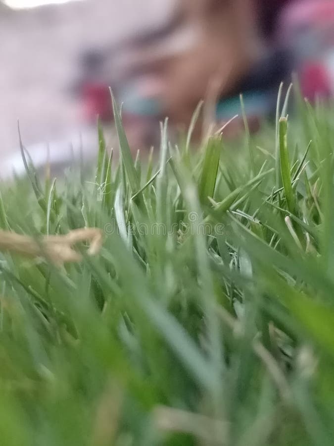 Green Gross Very Beautiful Its Amazing Stock Photo - Image of beautiful ...