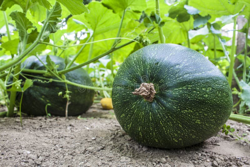 Green groud on farm stock photo. Image of clipping, flower - 25900448