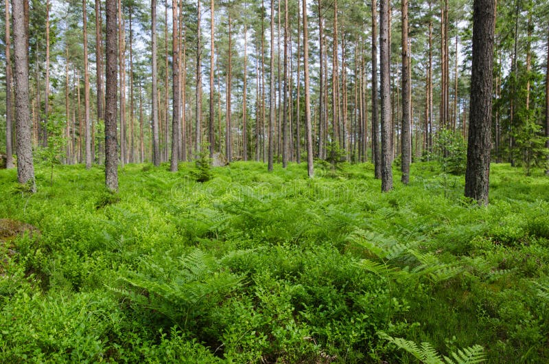 Green Ground in a Bright Forest Stock Image - Image of trunks, nature ...