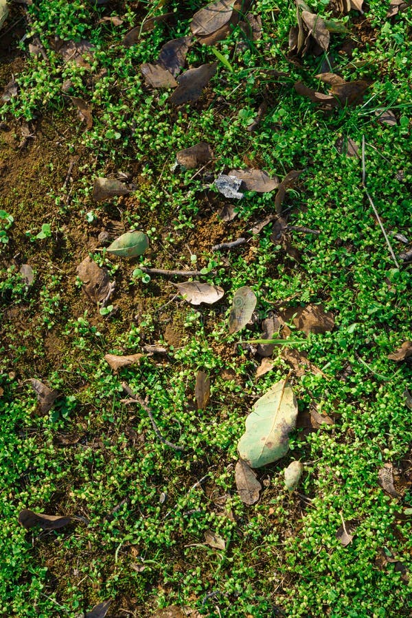 Green Ground Cover and Leaves Background Stock Image - Image of moss ...