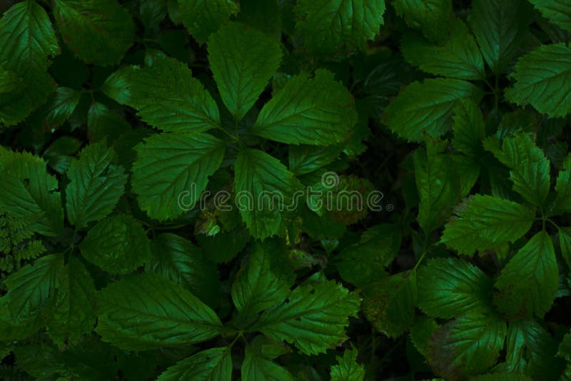 Green Ground Cover Plant in the Warm Sunlight Stock Photo - Image of ...