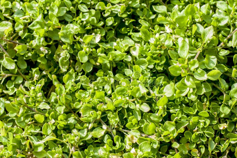 Green Ground Cover Plants Close-up on a Spring Sunny Day Stock Image ...