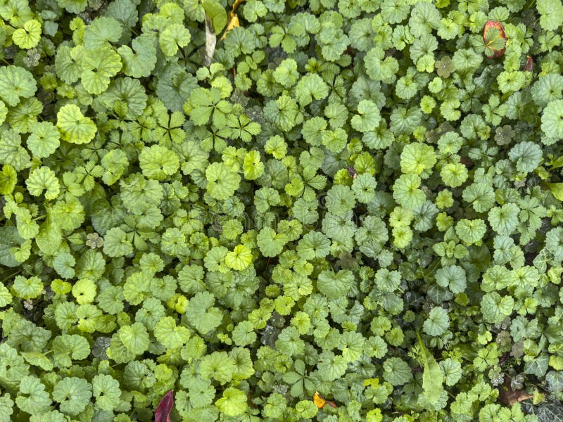 Green Ground Cover Plants Forming a Dense Carpet in the Forest Stock ...