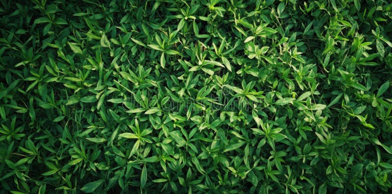 Green Ground Cover Plants Thrive in Dense Growth, Lush Green Ground ...