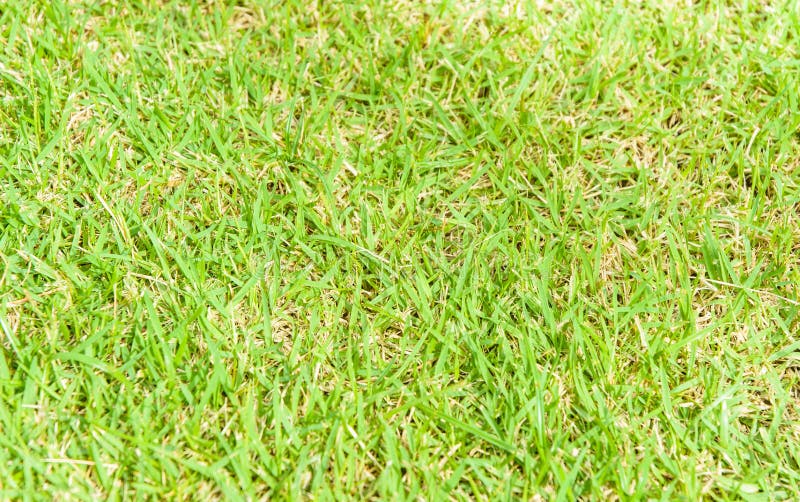 Green ground grass stock image. Image of texture, material - 43665989