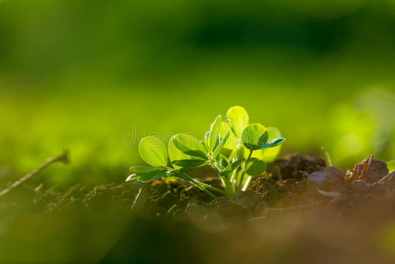 Ground Nuts Field stock photo. Image of peanut, farming - 133222096