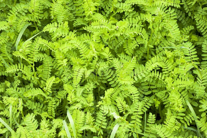 Green groundcover stock photo. Image of botany, plant - 31246166