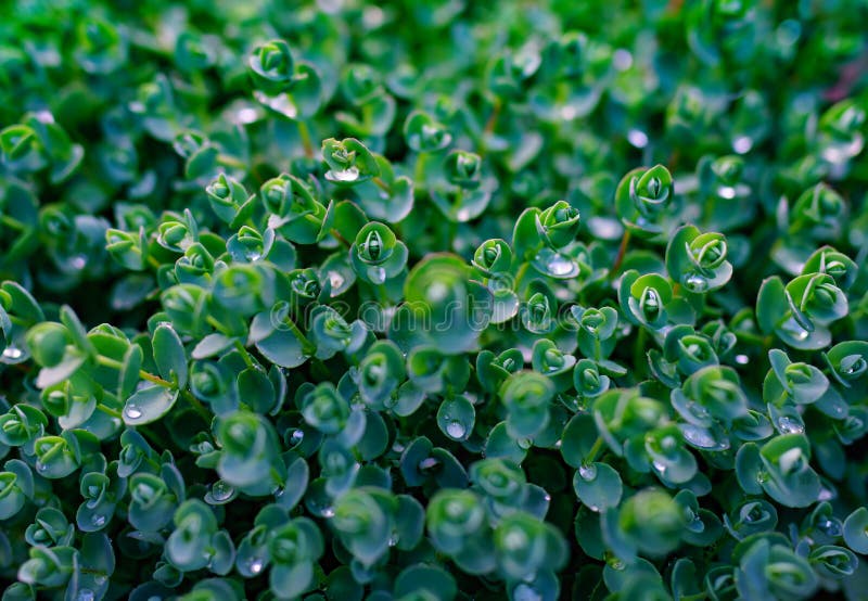 Green Groundcover Plant Close-up Stock Image - Image of flora, creeping ...