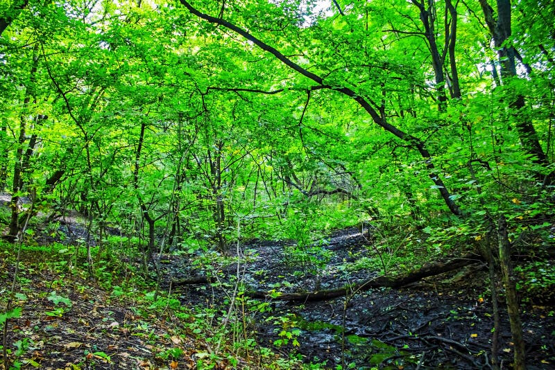 Green Grove in Autumn, Nature Background Stock Image - Image of autumn ...