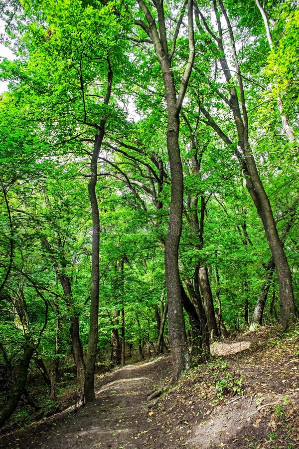 Green Grove in Autumn, Nature Background Stock Image - Image of autumn ...