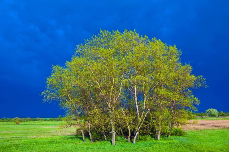 Green grove stock image. Image of view, nature, landscape - 40523883