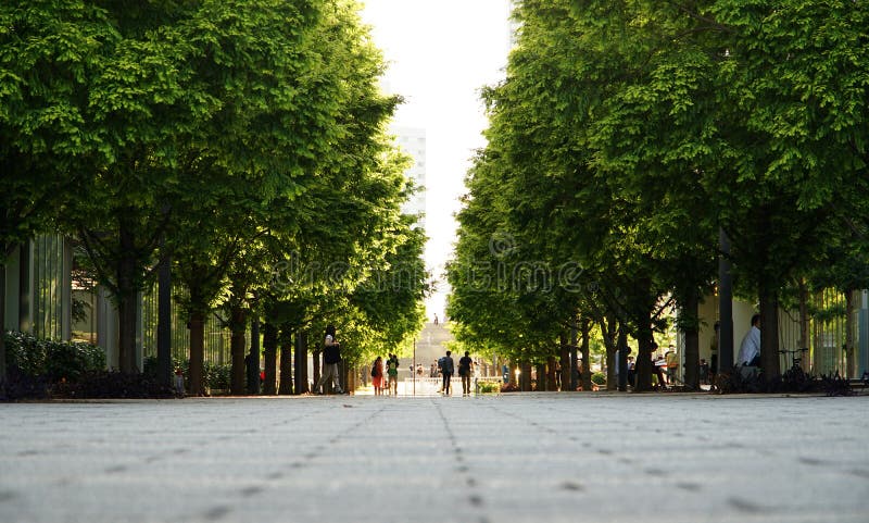Grove Square of Sky and Ground Stock Image - Image of outdoor, fine ...