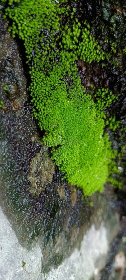 Green growing algies stock image. Image of wildlife - 276048965