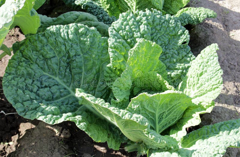 Green Growing in the Garden Cabbage Stock Image - Image of green ...