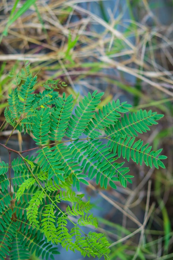 The Green Growing Leaves are in the Garden of the Blur& X27;s ...