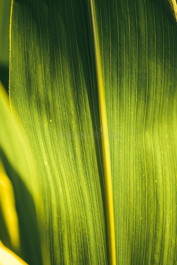 Green Growing Leaves of Maize in a Field Stock Photo - Image of blue ...