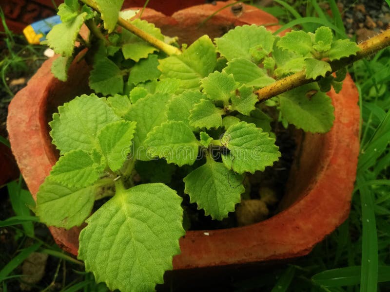 Growing Leaves in a Red Pot Stock Photo - Image of crop, shrub: 191475360
