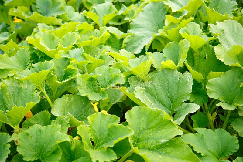 Green marrow stock image. Image of edible, shadow, healthy - 26085747