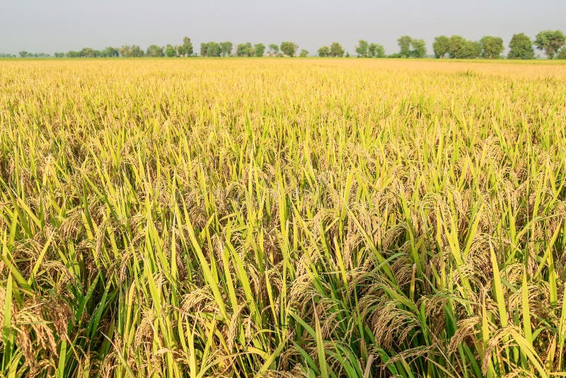 Green and Growing Rice Fields Stock Image - Image of agriculture ...