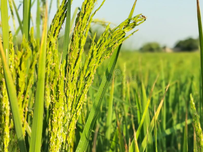Green and Growing Rice Fields in Asia Stock Image - Image of background ...
