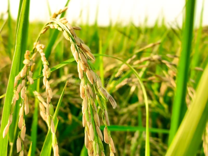 Green and Growing Rice Fields in Asia Stock Photo - Image of leaves ...