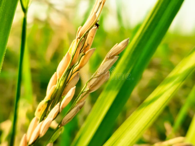 Green and Growing Rice Fields in Asia Stock Image - Image of ...
