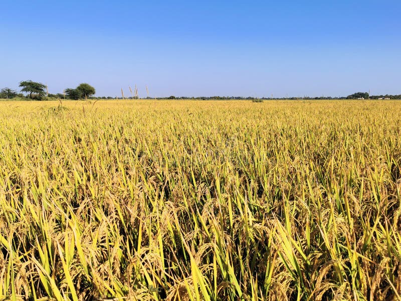 Green and Growing Rice Fields in Asia Stock Photo - Image of healthy ...