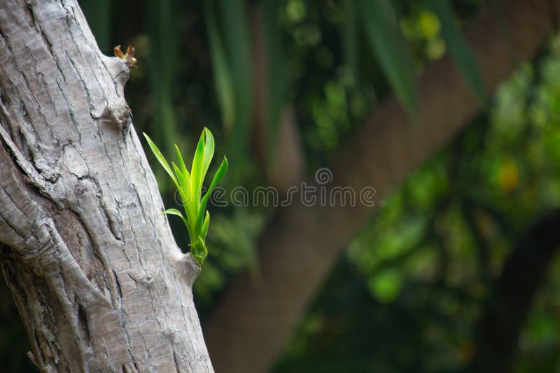 Green growing shoot stock photo. Image of orchard, santol - 91284428