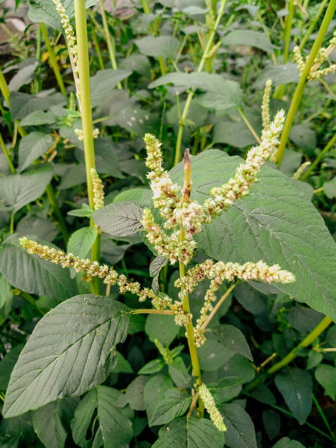Green growing spinach tree stock photo. Image of garden - 268777534