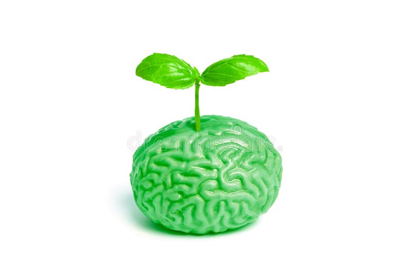 Green Growth: Young Plant Sprouting from Green Human Brain Model Stock ...
