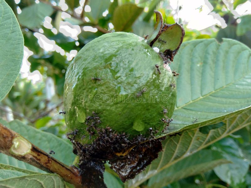 Green Guava Common Guava Psidium Guajava on the Tree Stock Image ...