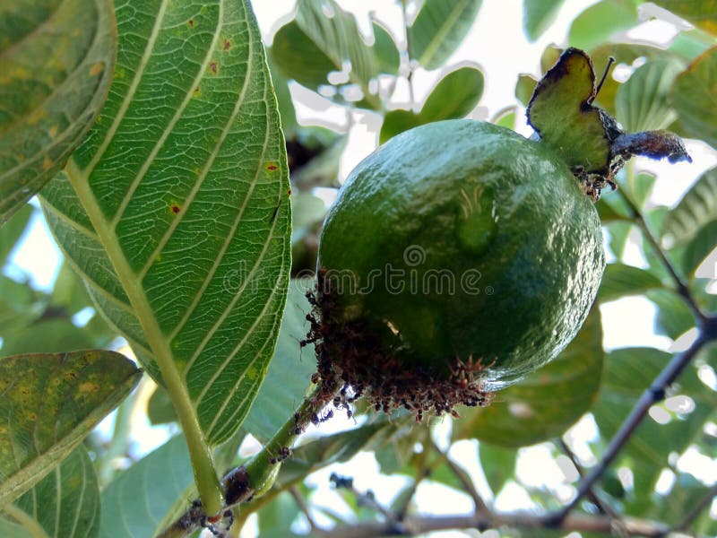 Green Guava Common Guava Psidium Guajava on the Tree Stock Image ...