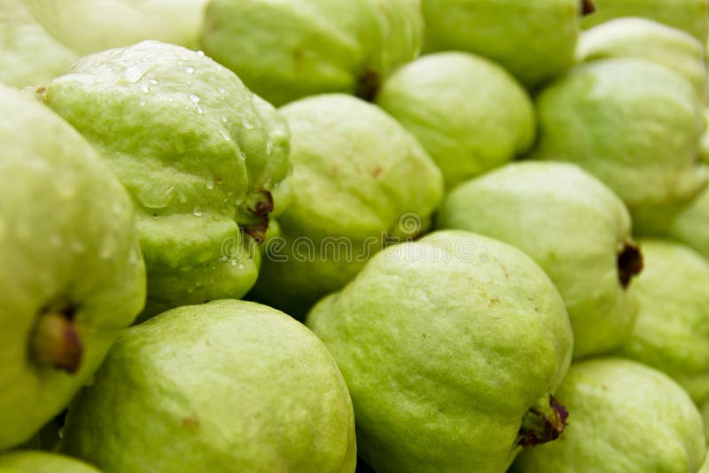 Green guava stock image. Image of healthy, organic, fresh - 35482617