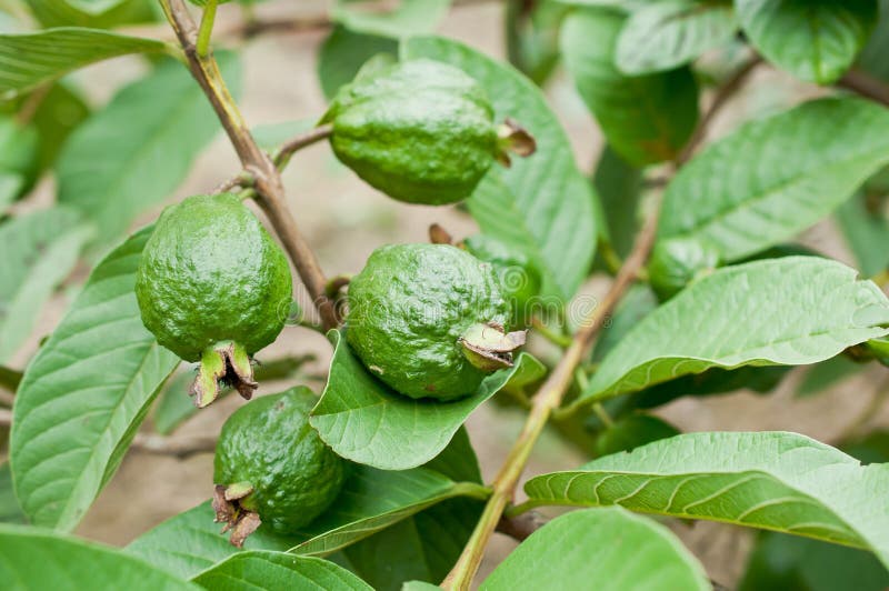 Green Guava Fruit in Garden Stock Image - Image of group, tree: 26602125